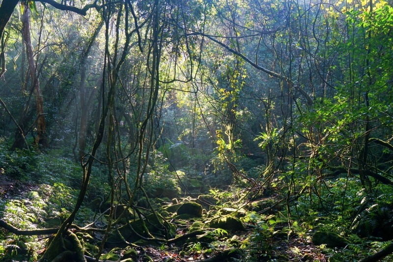 Rethinking An Ancient Miaoli Forest With Indigenous Wisdom｜Culture｜2025 ...